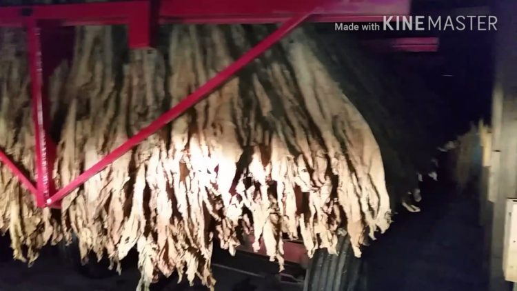 The beginning of 2017 tobacco processing here on the farm.--The Farming ...