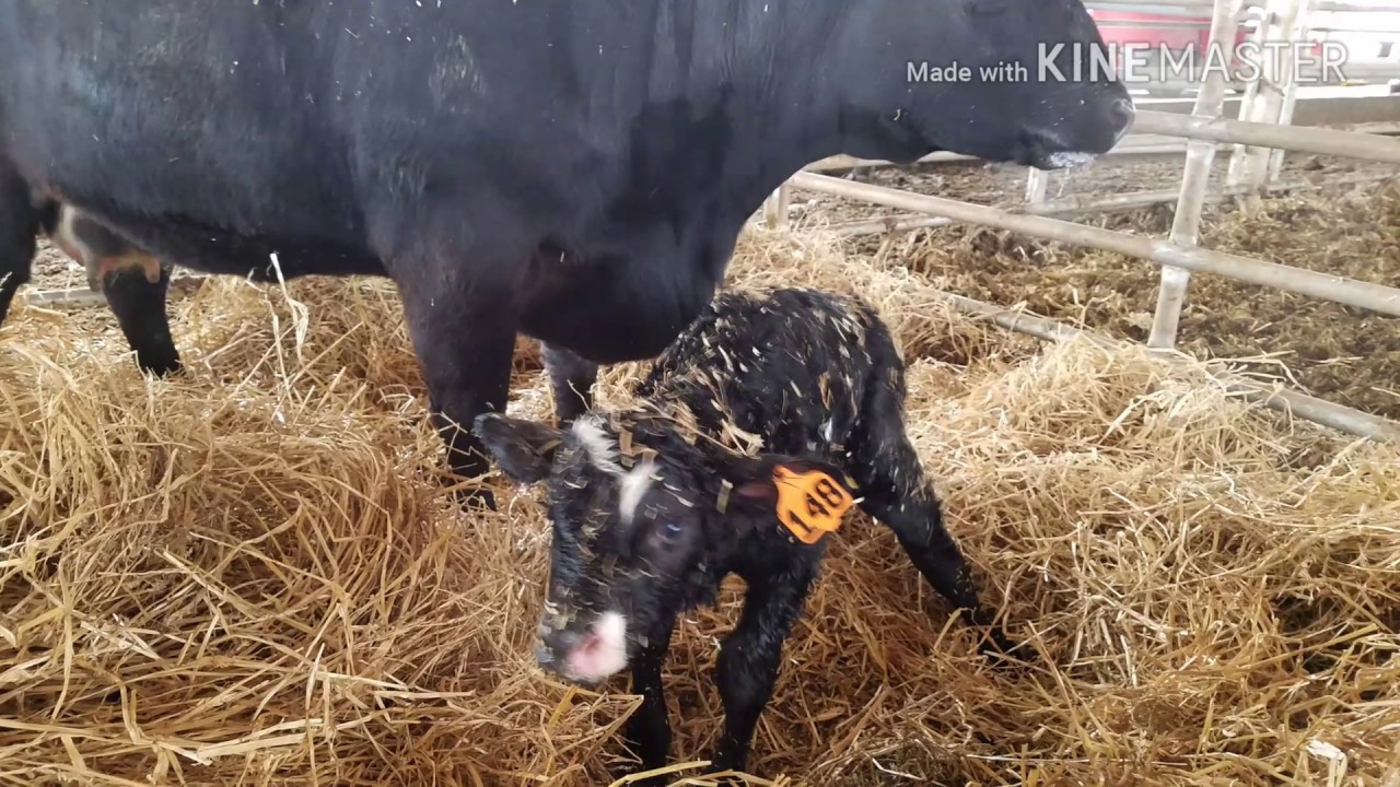 The ins and outs of operating cow and calf operation, you never know ...
