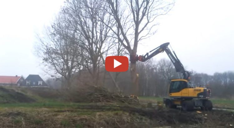 Cutting some trees with domino effect