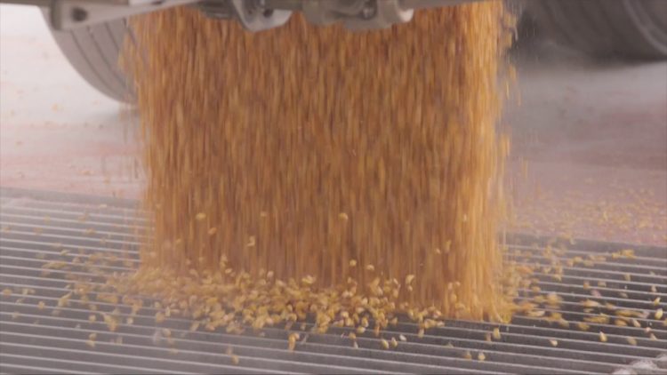 Peterson Corn Harvest 2016 - East Chain, MN John Deere S380 18-Row Head ...