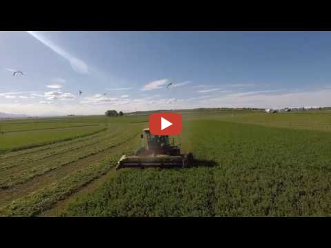 Love the smell of fresh cut Alfalfa! Swanda Farms 2017 -- Marcus Aranda
