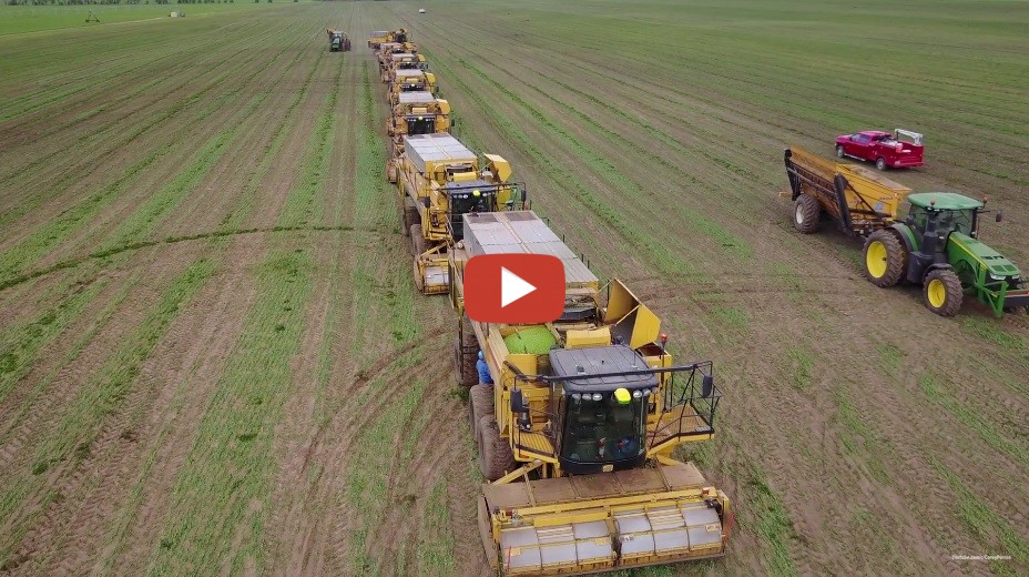 Pea harvest 2017 in central Wisconsin -- Corey Perron