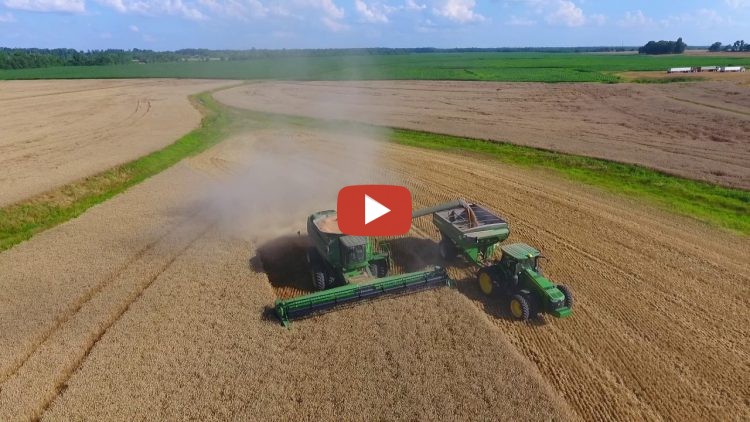 Wheat Harvest Limestone county Alabama.