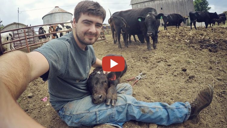 The Faceoff - Tagging Calves -- How Farms Work