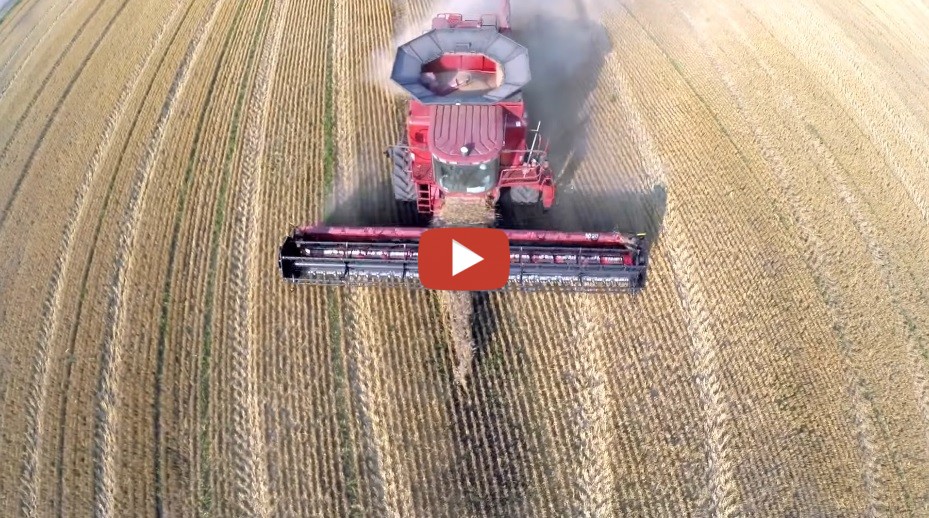 Two Case combines are harvesting wheat in North Dakota.