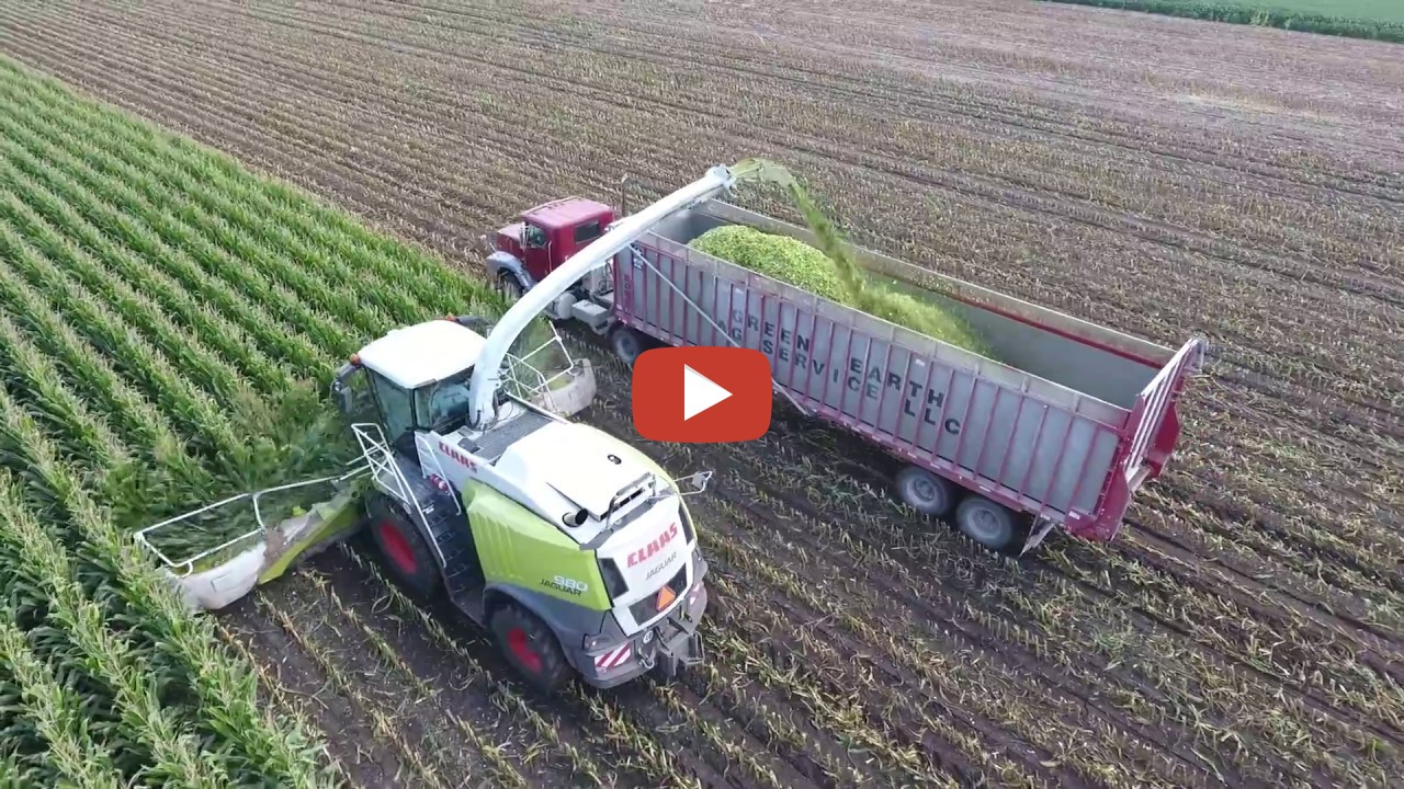Claas 980 Jaguar the biggest Claas chopper is working at Stone Ridge Dairy