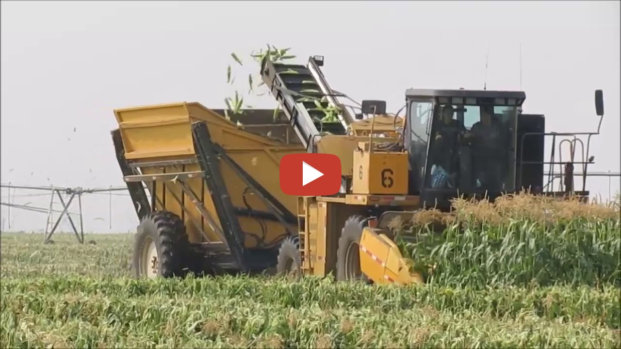 Sweet Corn Harvest 2017 Lee Kanzler