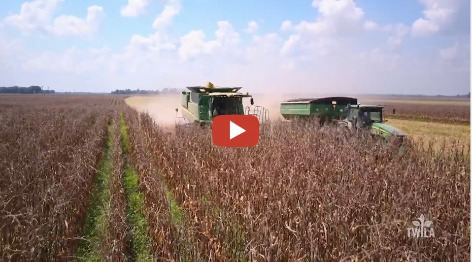Fighting the typhoon in Texas ..... Corn Harvest in Full Swing