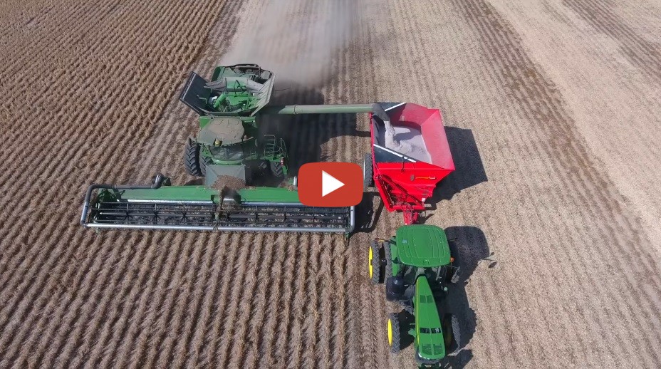 The first bean field we harvested this year! Michigan Dry Bean Harvest ...