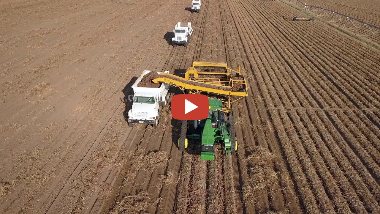 Idaho Potato Harvest, Russet Burbank's. Digging 12 rows per pass on the ...