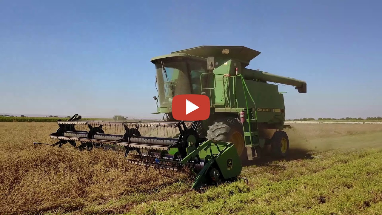 Marsing, Idaho. Alfalfa seed harvest 2017 With John Deere Combines
