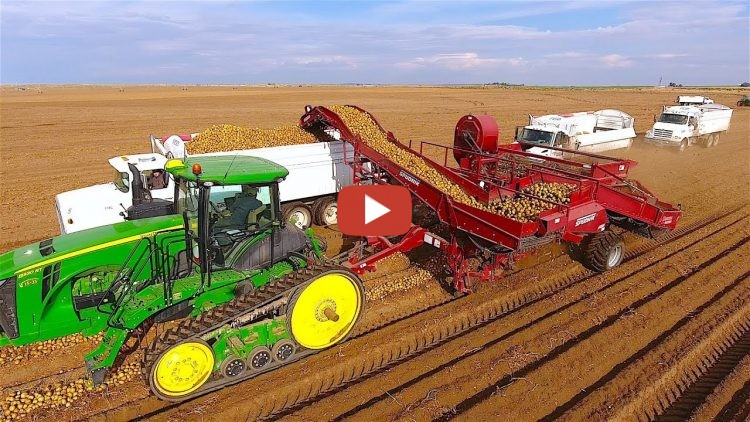 Driscoll Brands Potato Harvest With Spudnik Und John Deere Equipment