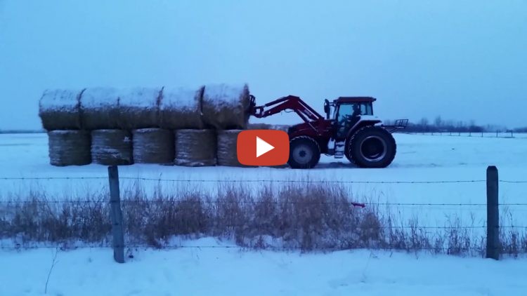 Northern farmer -- We feed the cows again....cant wait till we wean the ...