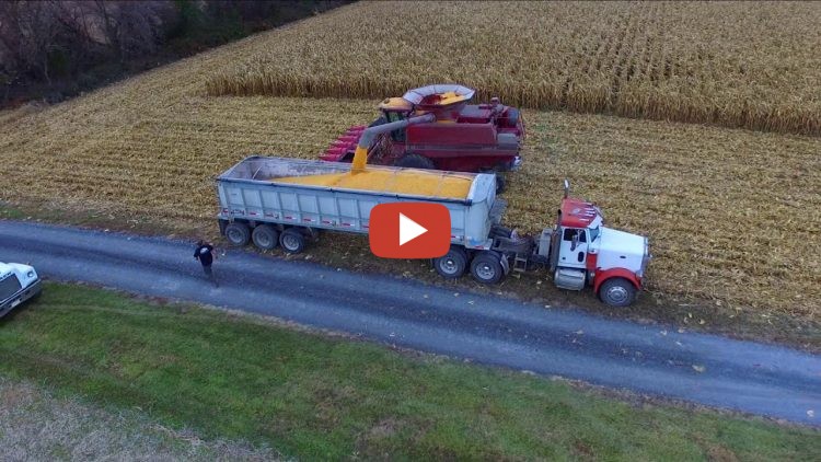 Longview farms 2017 Virginia corn harvest with a Case 2166 harvester ...