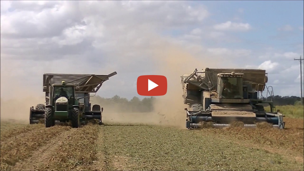 Rentz Family Farms is combining peanuts on the Manley Farm in southern ...