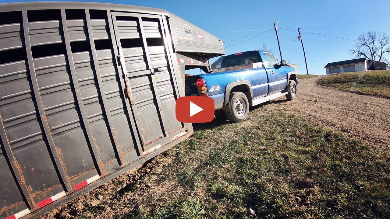 We move Dad's cattle to Travis's place for the winter! -- How Farms Work