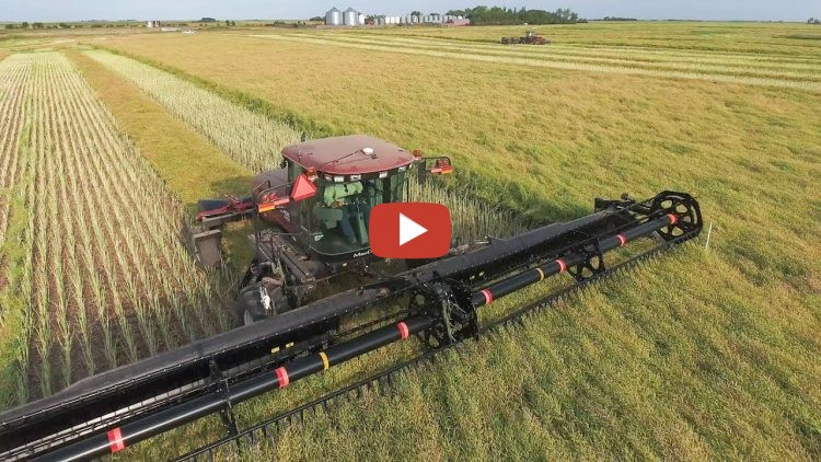 Swathing on a Saskatchewan grain farm- Jason LeBlanc Farm -- Brian Zinchuk