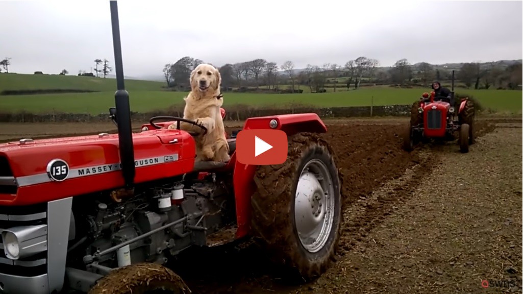 Dog shows off his farming skills - skillfully driving his master's tractor