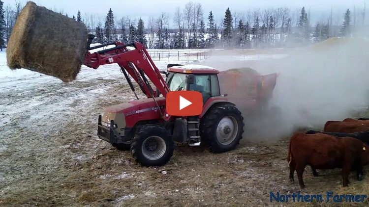 After the Dozers finish.....We process hay! -- Feed yard is cleaned ...