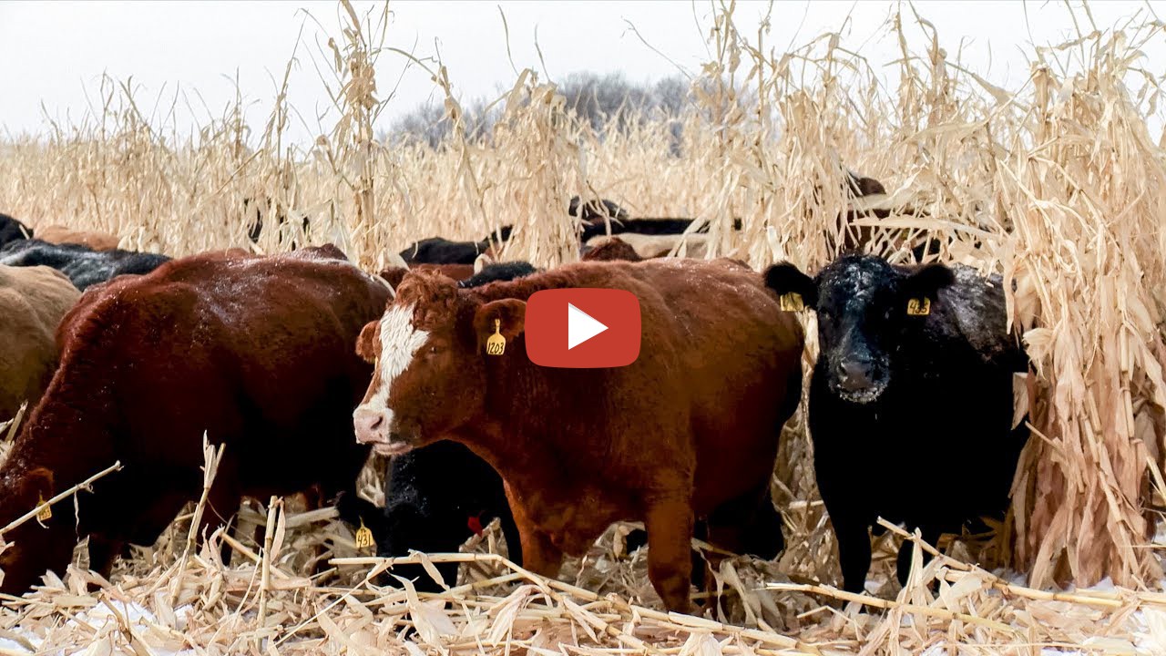 Winter Corn Grazing 250 Cows Is this the way??-- Prairie Farm Report