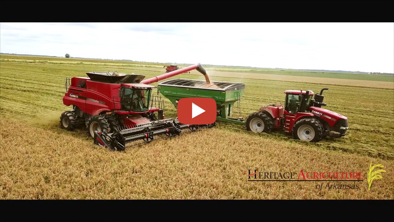 4 Case IH Combines in rice, New model 8240s cutting rice, with 4wd ...