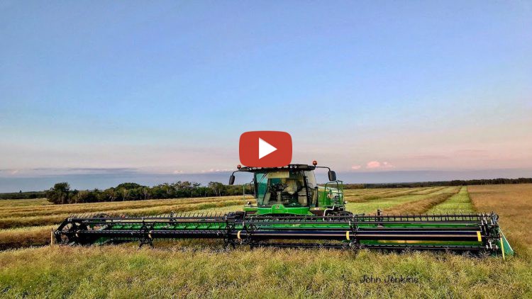 Swathing Canadian Canola ...... John Deere W235 Windrower near St ...