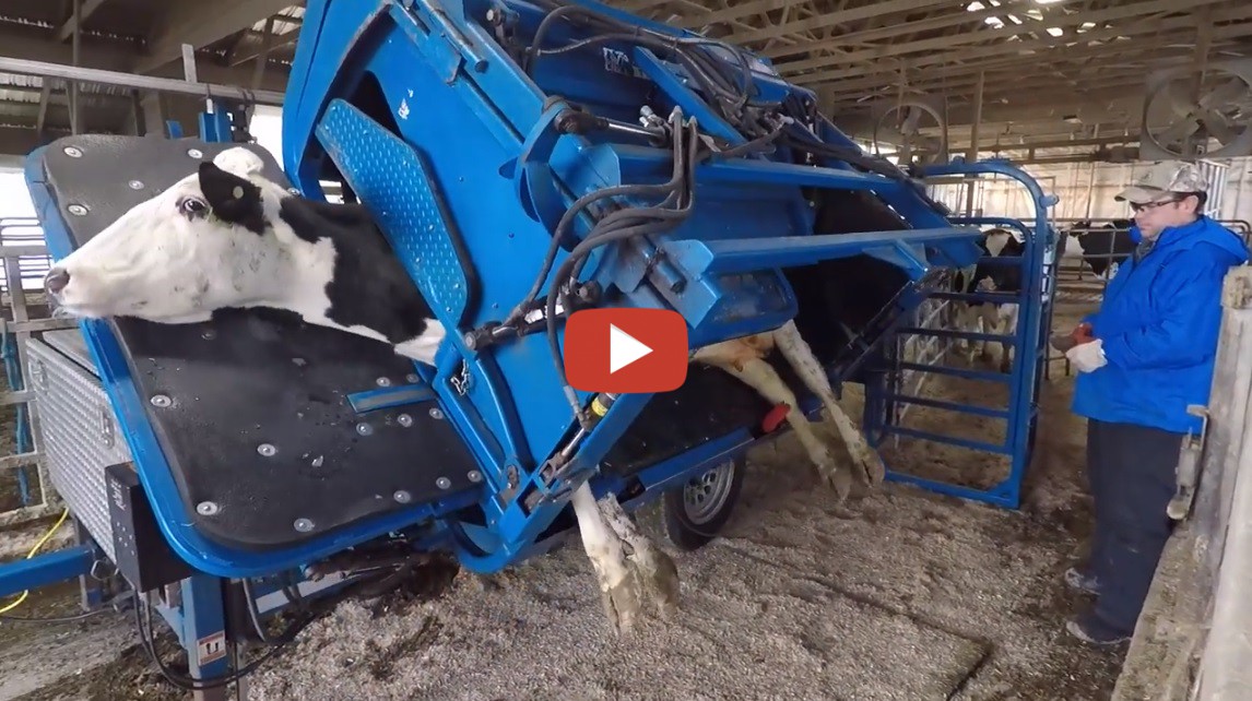 10th Generation Dairyman 2019. Sorting cows and setting up for the hoof ...