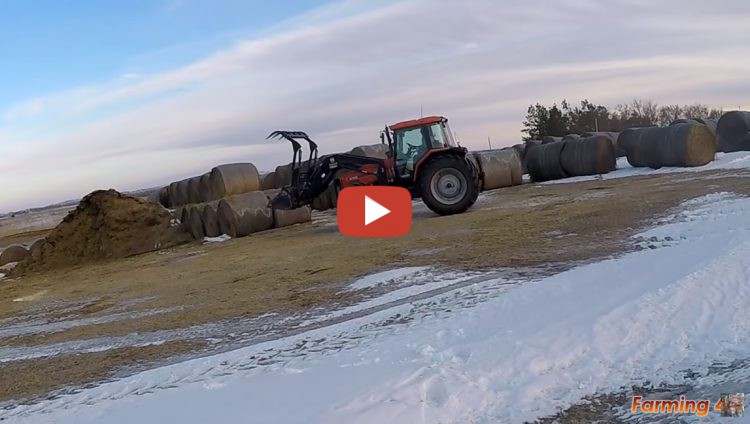Ground Hay, Rolled Corn - Roorda Chuckwagon, Allis 8785.....Cows ...