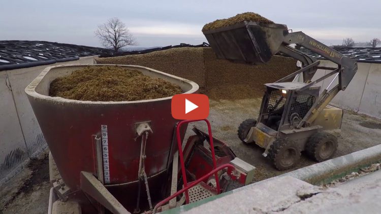 Mixing Feed for Dairy Cows - The process we go through twice a day to ...