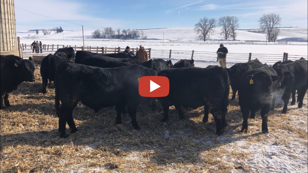 A Whole lot of Bulls, and Surviving the Polar Vortex -The major ...