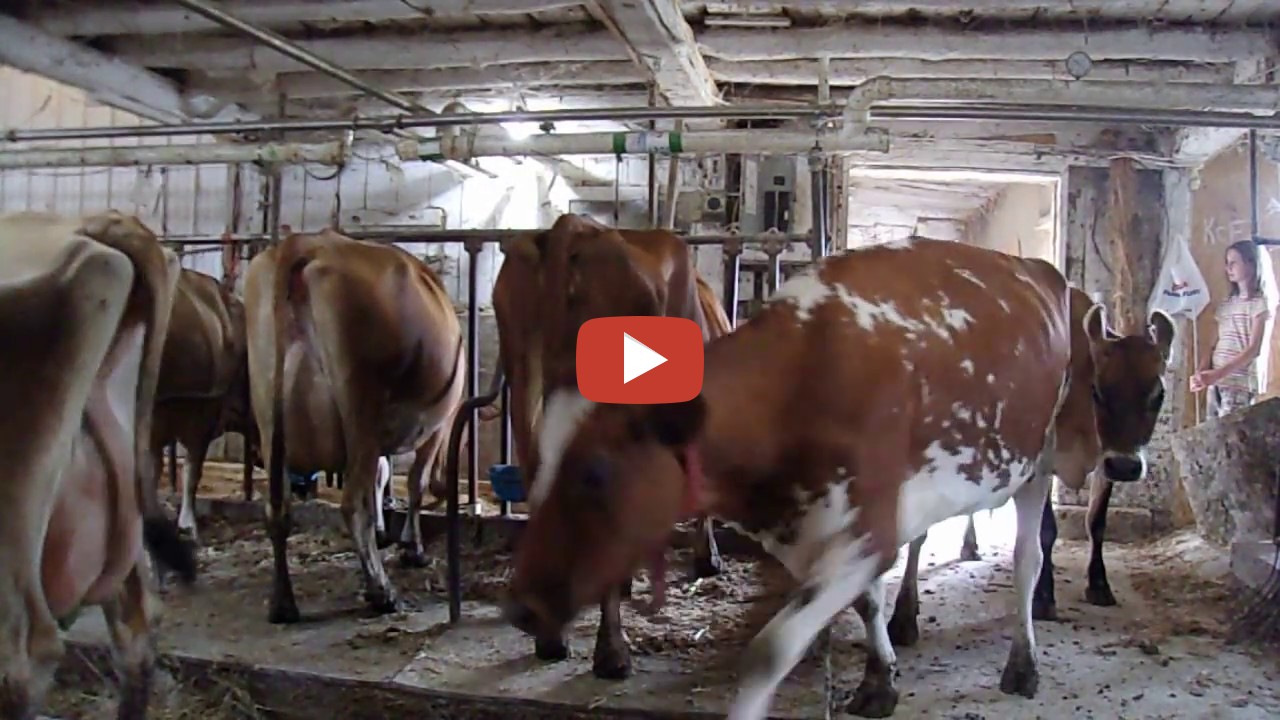 The whole process of milking: prepping, getting them in, and milking ...