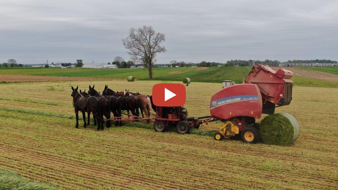 Amish horses and mules baling rye hay with a New Holland baler, Lancaster County, Pennsylvania, USA