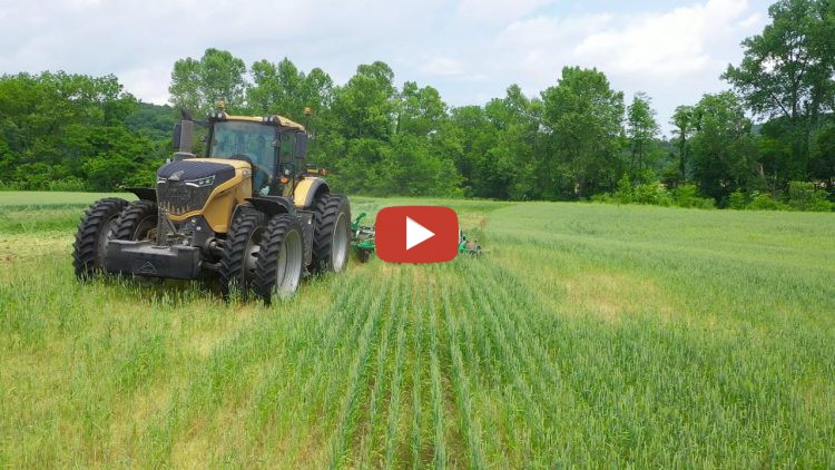 Why are we DISKING our wheat field? -- Brian's Farming Videos