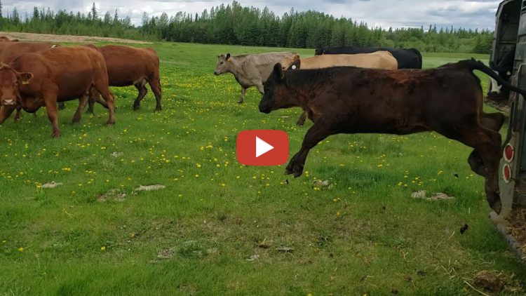 Northern farmer -- Its the annual pasture haul where we pair up cow and ...