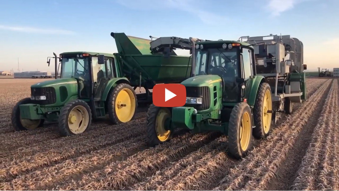 California onion harvest 2019 in Kern County. Beautiful yellow, red ...