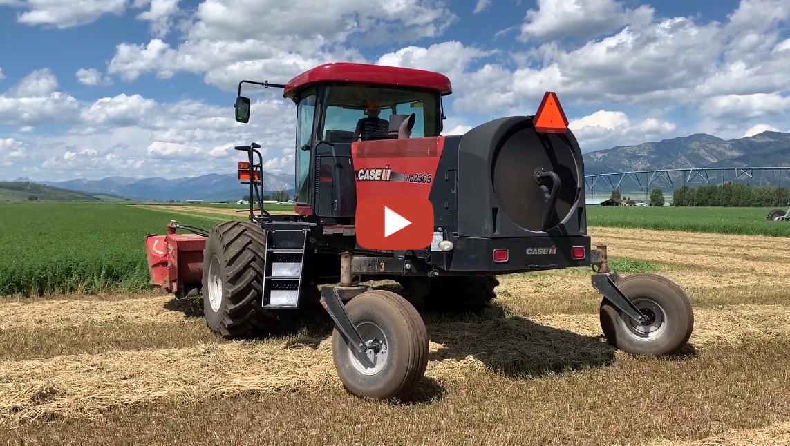 Kyle Weber -- Cutting first crop alfalfa with a Case IH WD2303 windrower. First crop, summer 2019