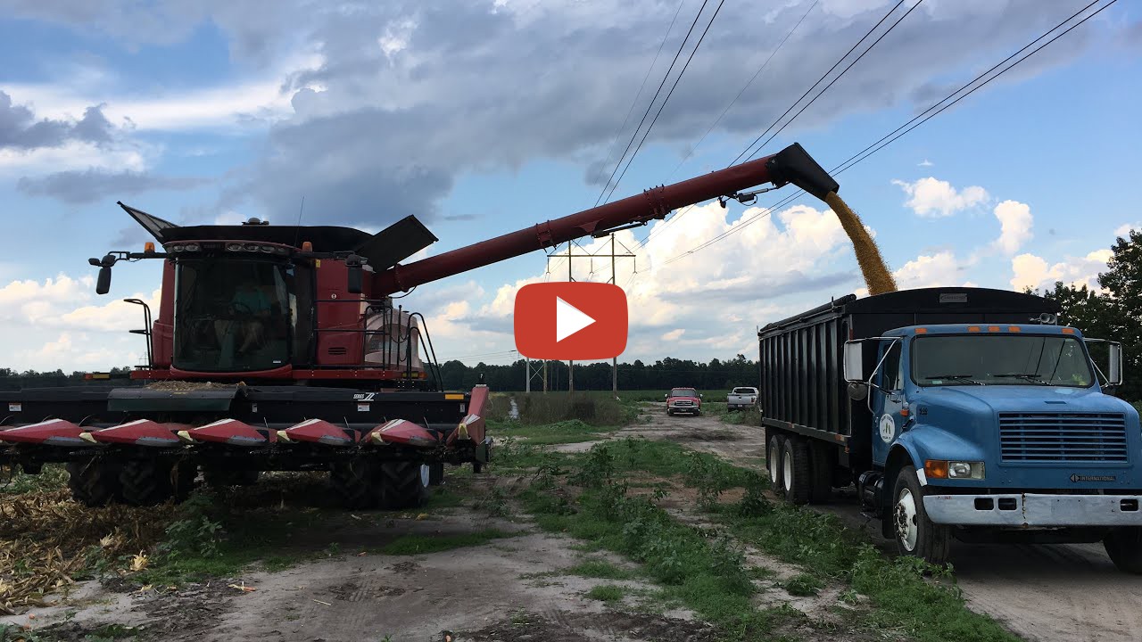 2019 Corn harvest has begun. Corn harvest with the Case 8230 combine ...