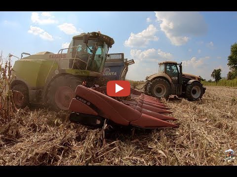 Claas Jaguar 970 forage harvester with a Case IH 8 row corn head picks ...