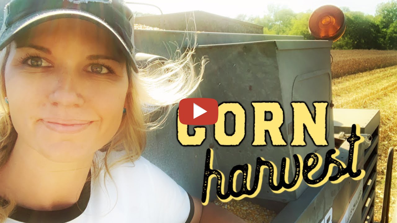 This Farm Wife - Meredith Bernard - Corn Harvest 2019 - Finally! The ...