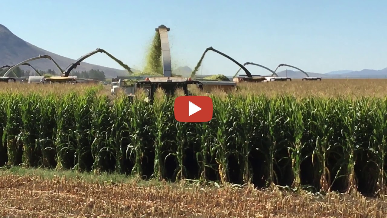 Corn Harvest...Arizona style!!! -- Chopping corn on the Mexican border ...