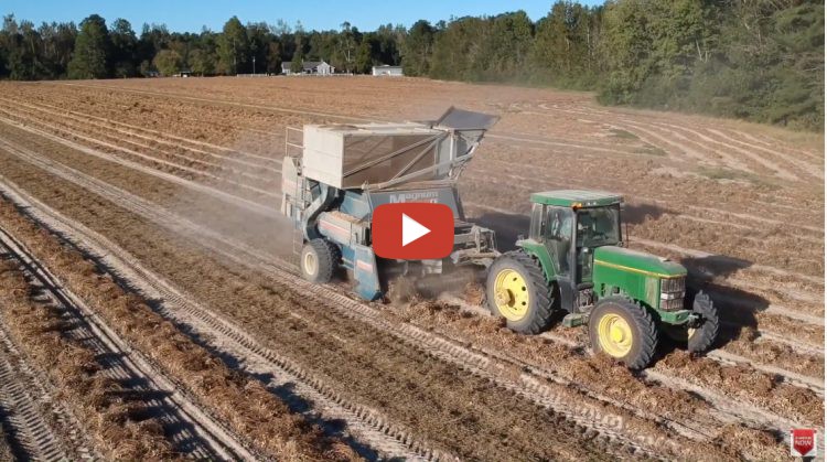 Amadas Industries. 2019 Peanut Harvest. Amadas Combines in action ...