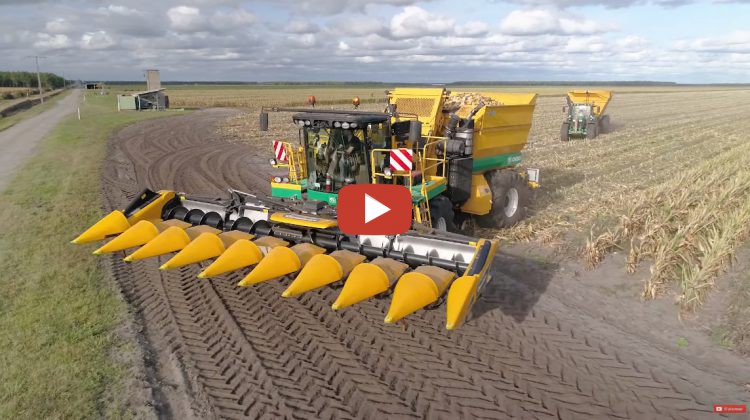 24 ROWS XXL Picking Seed Corn in France 2x Ploeger Corn Picker ...