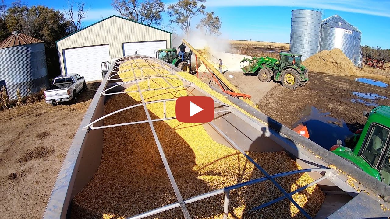 Sonne Farms - We finally got our Wet Corn harvest in progress. With the ...