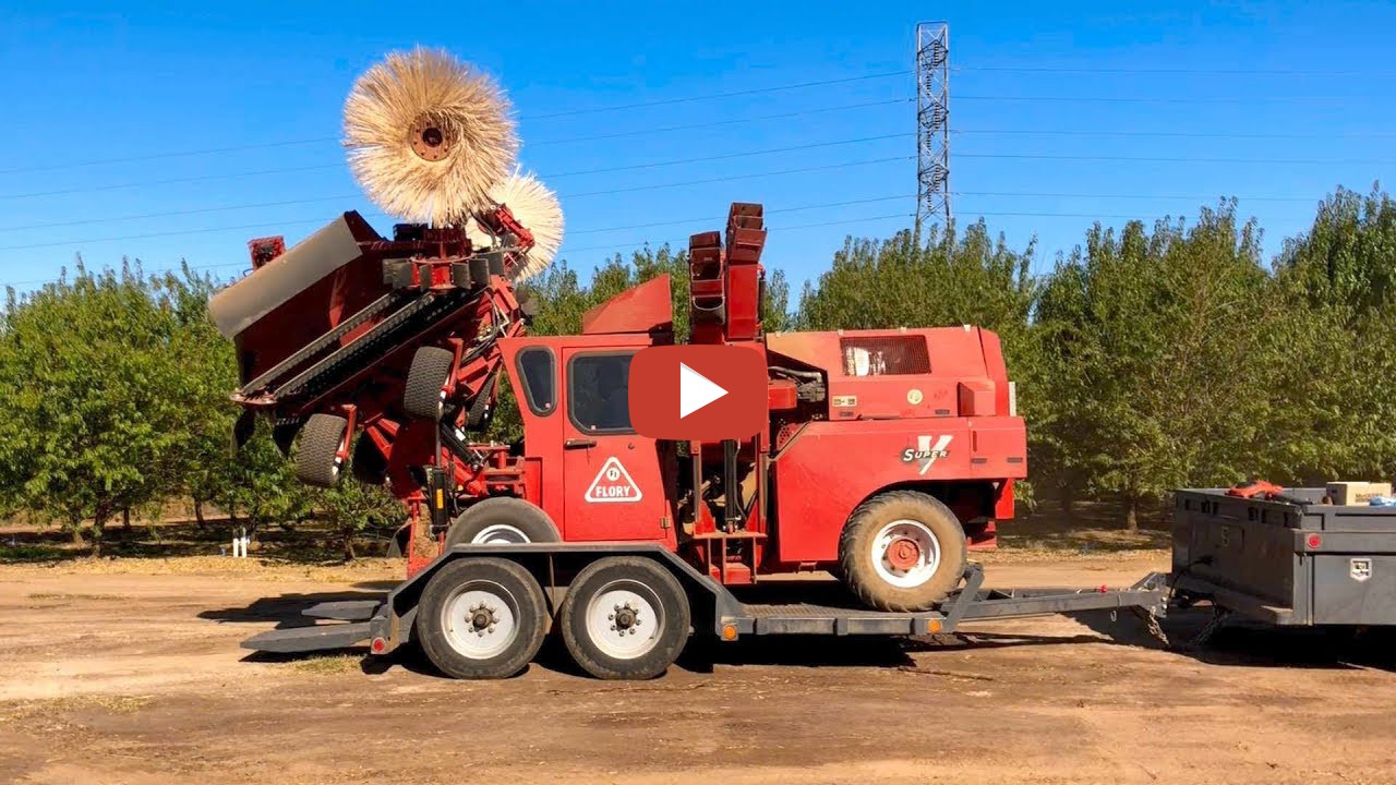 Sweeping Almonds -- Now that the almonds have been shaken and are on ...