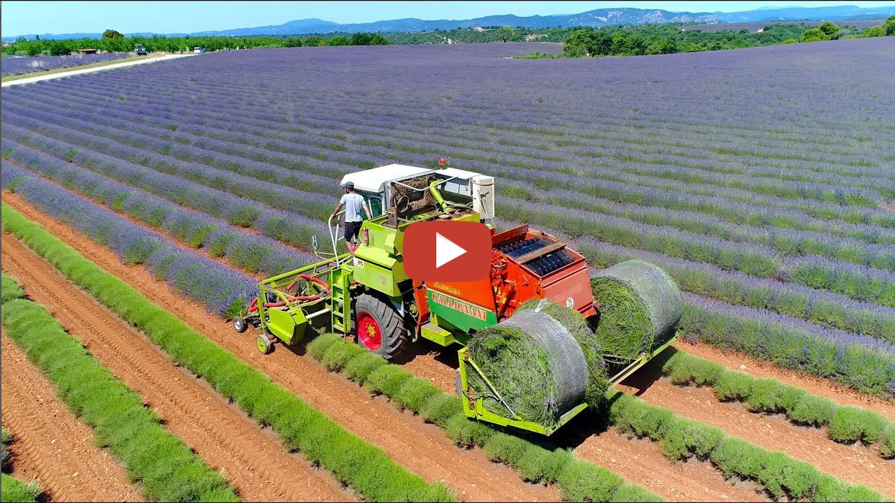 Lavender harvest in round bales in Valensole in France. This farmer is ...