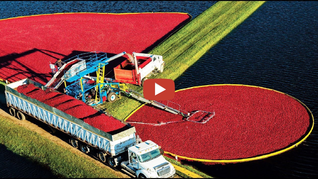 Noal Farm - Cranberries are not just any fruit – they are America’s ...