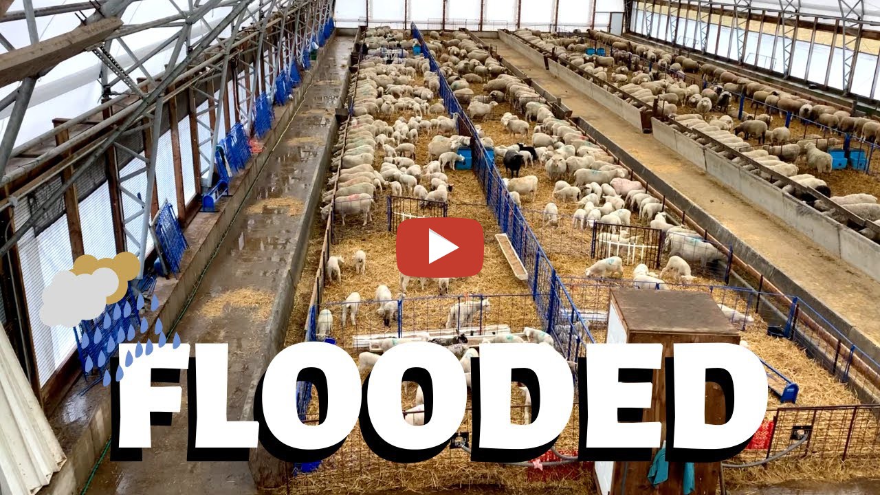 The sheep barn flooded. Once thanks to Mother Nature, twice thanks to ...