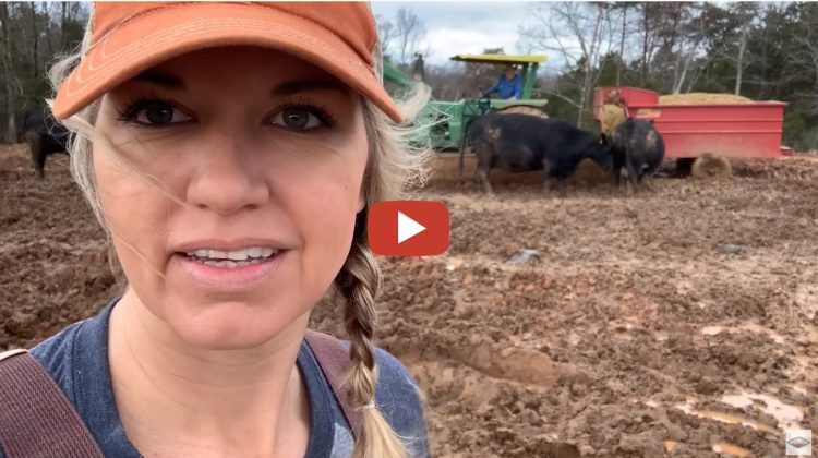 This Farm Wife - Meredith Bernard - The last few days we've moved mud ...