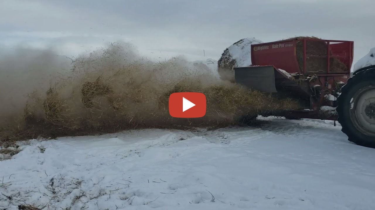 Winter Calving Update! We have lots of calves and bedding ...