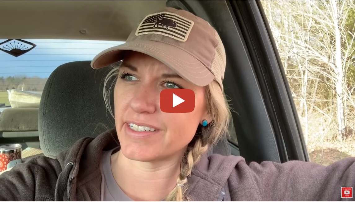 This Farm Wife - Meredith Bernard - It's time for a group of calves to ...